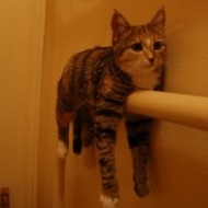 рулевая рейка — Сообщество «Lifan Club» на DRIVE2