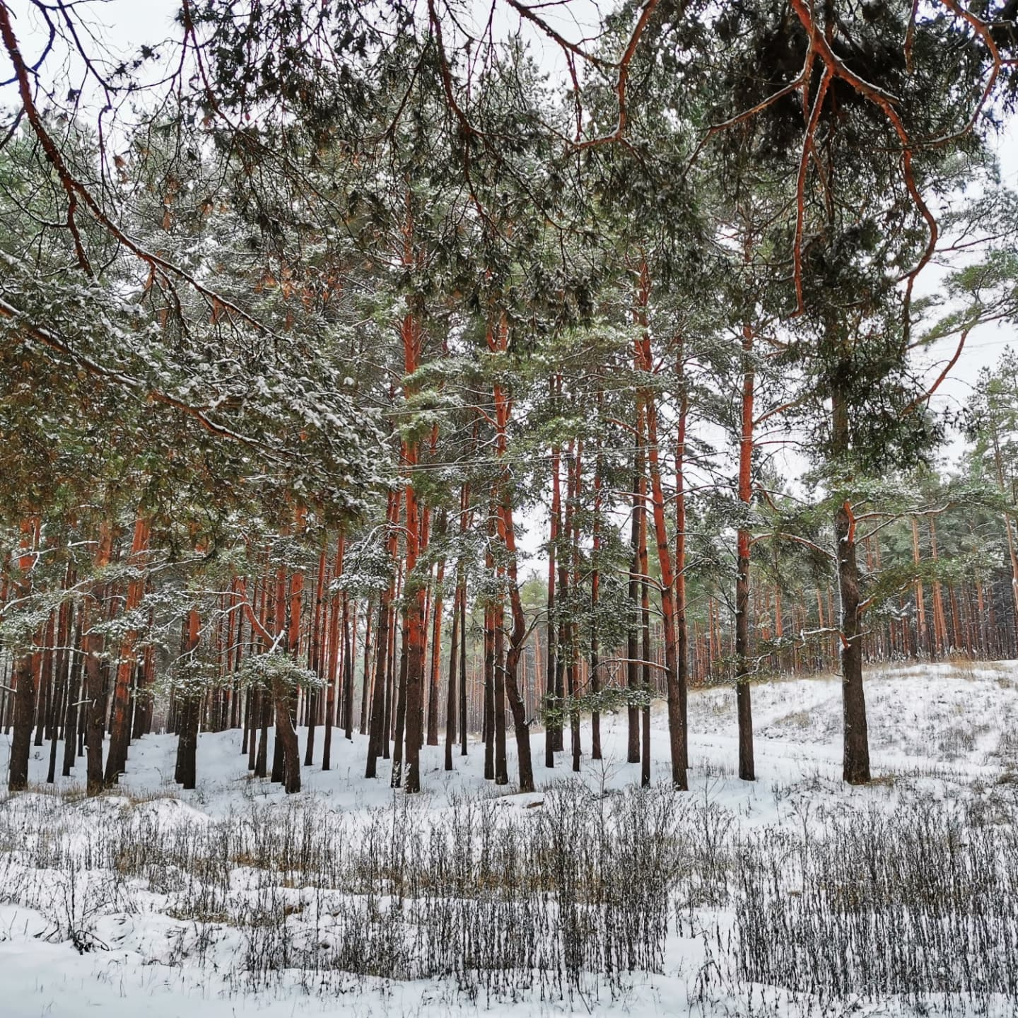 Вот и у нас снежок выпал. — Subaru Forester (SH), 2,5 л, 2008 года ...