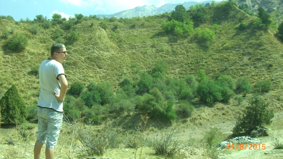 1372015 Ремень ГРМ Z142x230 / Duratec 2.5 Ford | Запчасти на DRIVE2