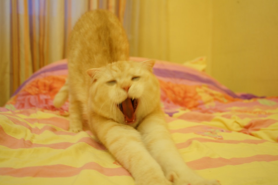 №86 новый уровень… или о фотоаппаратах — Mitsubishi Galant (8G), 2,4 л ...