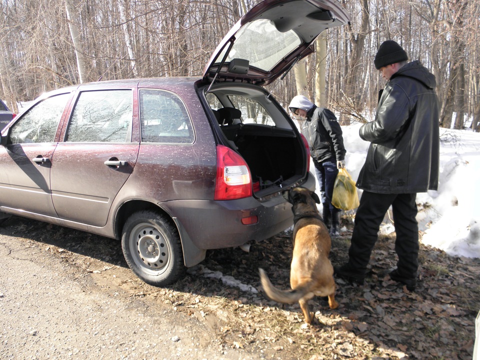 Собака в машине — Lada Калина Универсал (1G), 1,4 л, 2012 года ...
