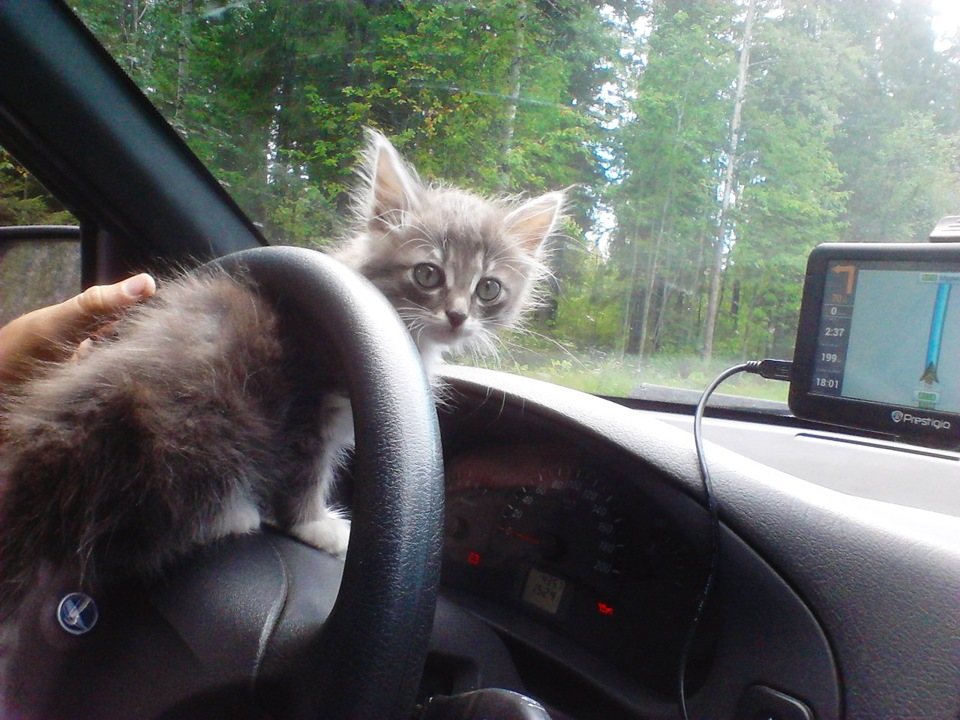 РХХ и его последствия… — Lada 21124, 1,6 л, 2007 года | запчасти | DRIVE2