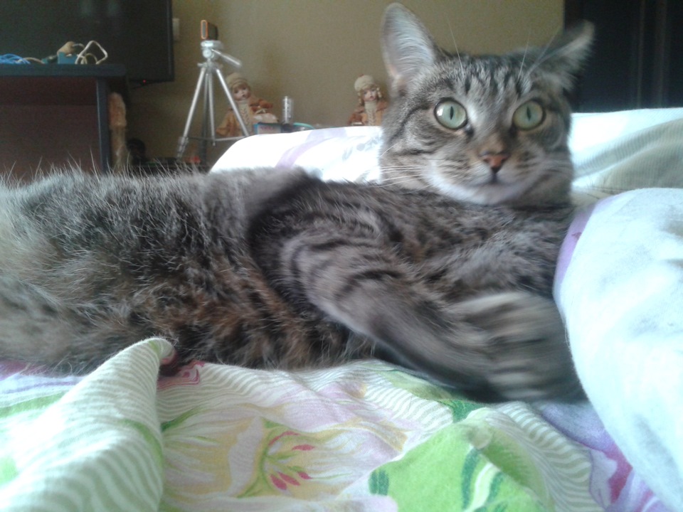 [AVEO] ТО-3 (45 000 км) — Chevrolet Aveo Sedan (1G), 1,4 л, 2010 года ...