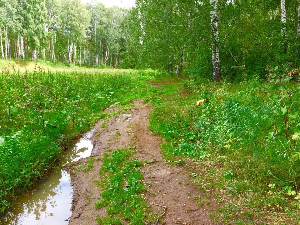 22. Разведка лесная — Nissan Juke (1G), 1,6 л, 2013 года | покатушки ...