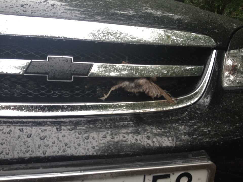 "Орёл" в решетке радиатора — Chevrolet Lacetti Sedan, 1,4 л, 2011 года ...