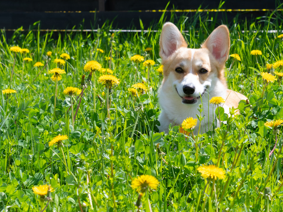 Canis Cibum. — DRIVE2