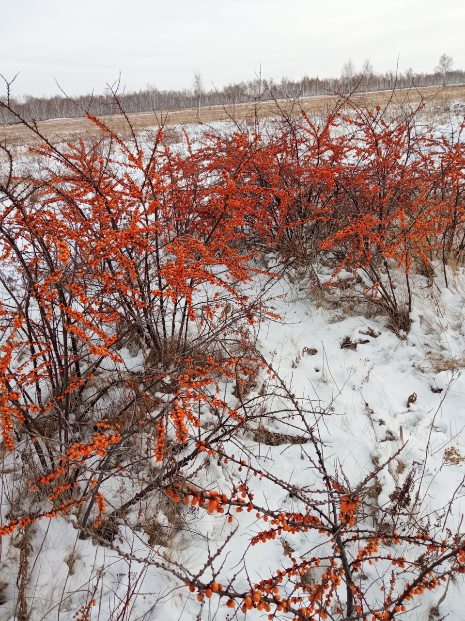 Зима 2021-2022. — Сообщество «Охота и Рыбалка» на DRIVE2