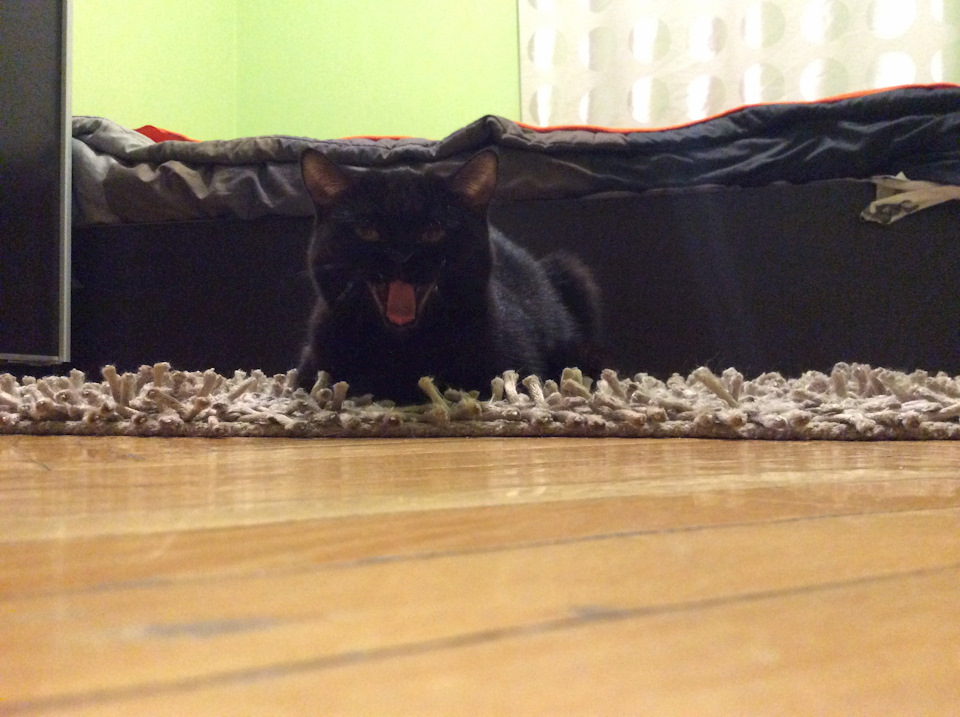 Service 7. Регулятор фаз. Теперь тишина — Audi A4 (B7), 2 л, 2005 года ...