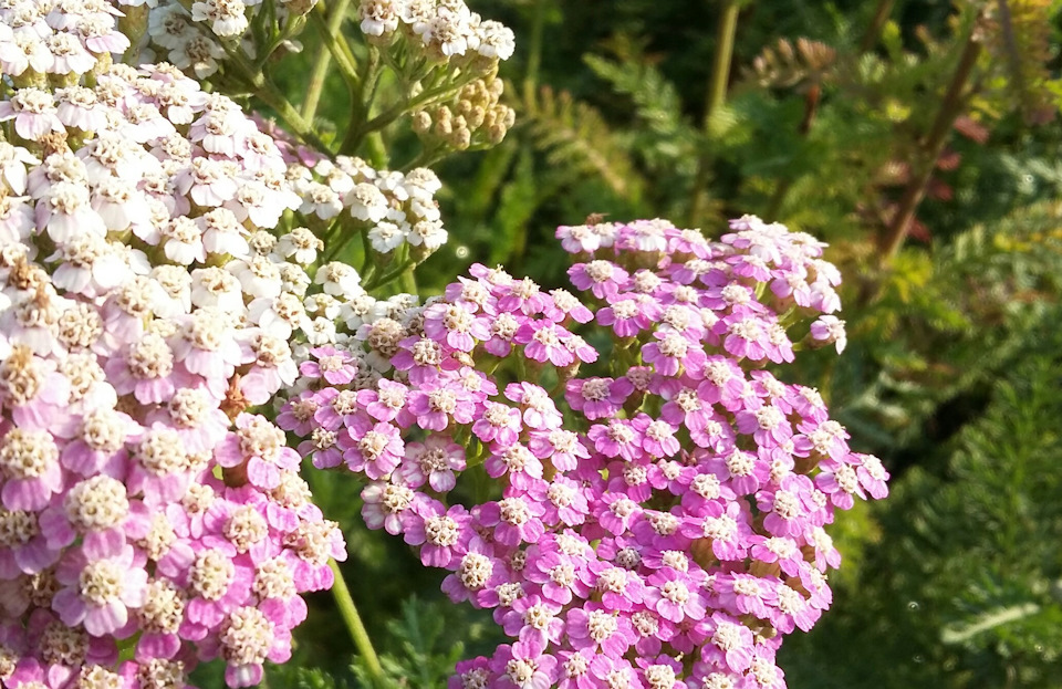 Автомагнитола JVC KW-R520.Последний штрих! — Subaru Impreza (GE, GH), 1 ...