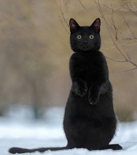 Далее крутим вторая прога на лайтах 5.7сек 100-200 — Subaru Impreza WRX ...