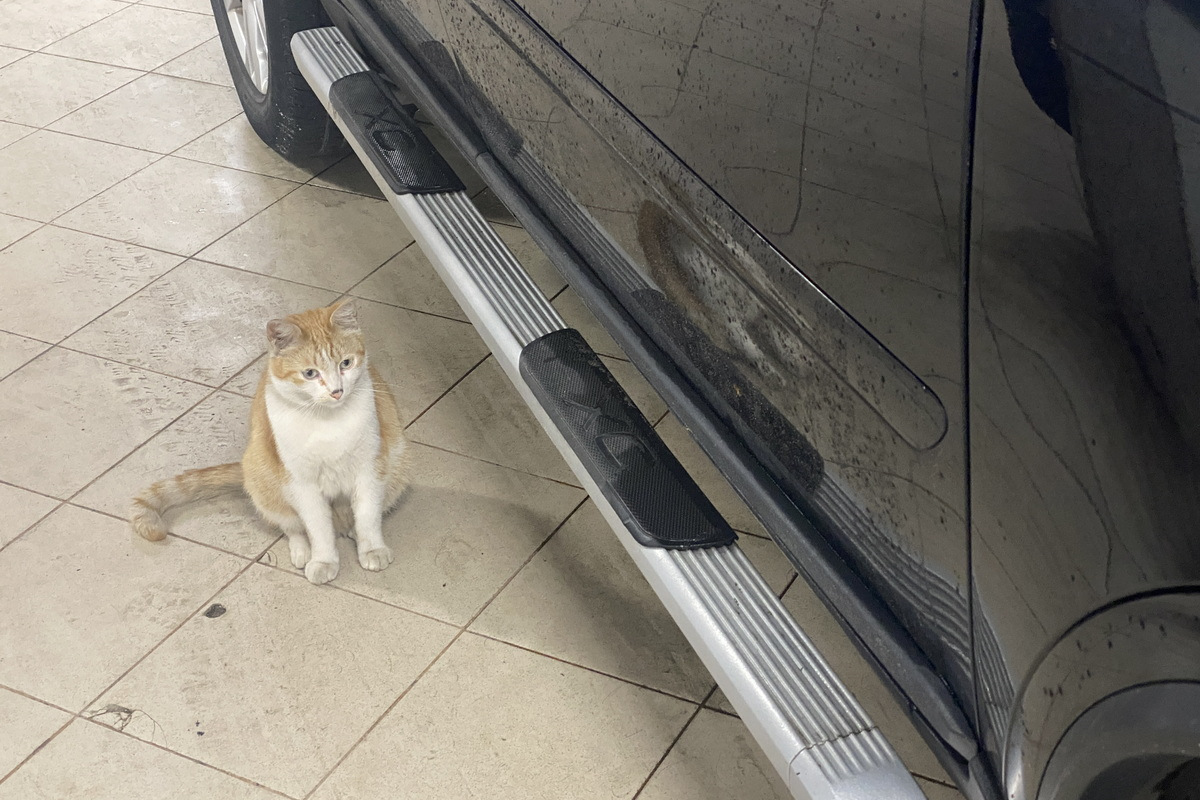 Эпичная эпопея и смотрящий над всеми:) — Volvo XC90 (1G), 2,5 л, 2010 ...