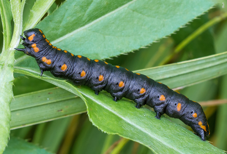 Солярий прямо лишний был… — Сообщество «Фотография» на DRIVE2