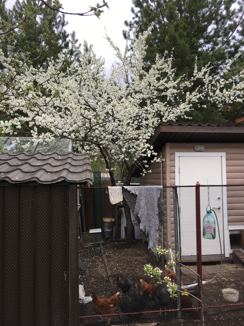 Оригинальные брызговики. — Audi A4 (B9), 2 л, 2019 года | аксессуары ...