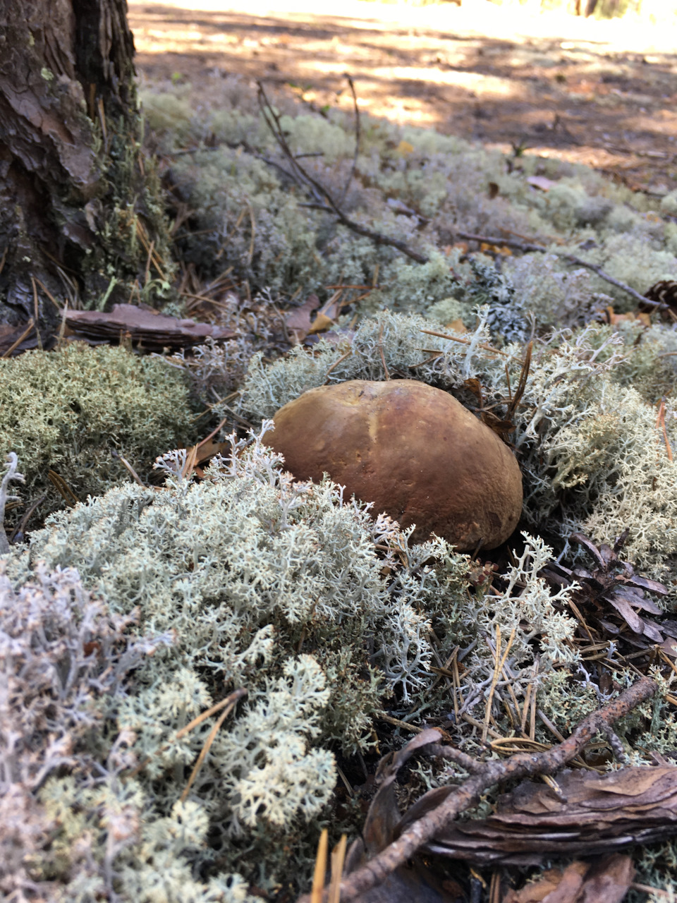 Тихая охота 2022 — DRIVE2