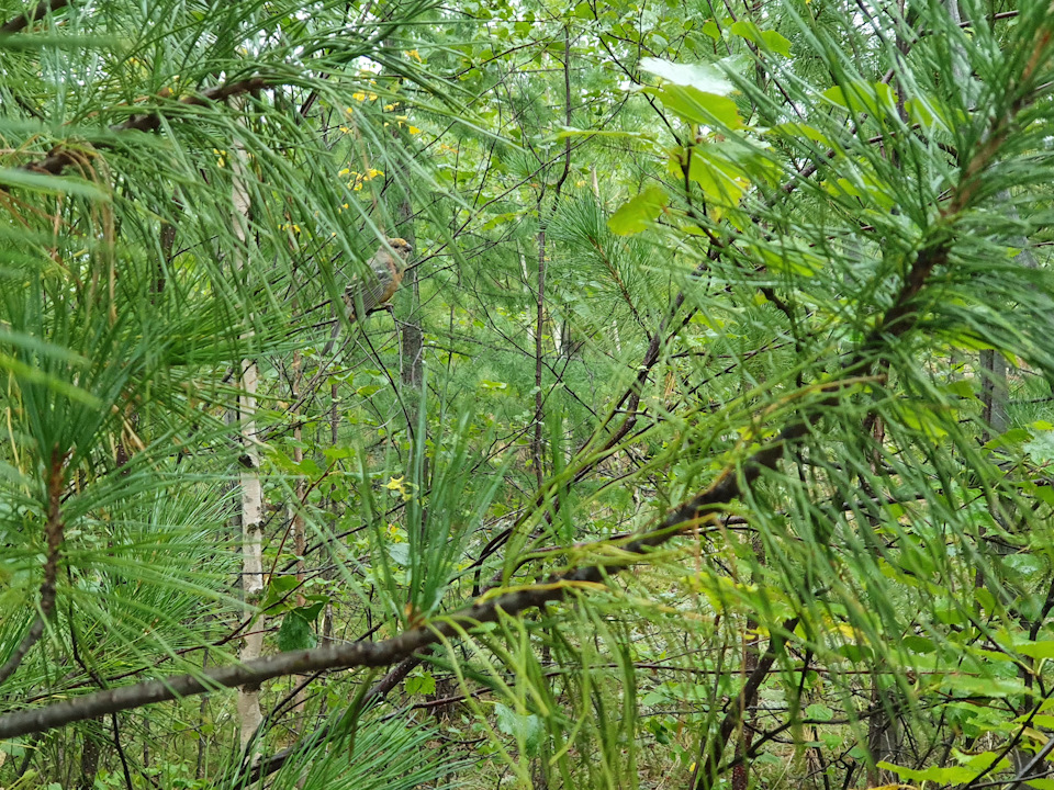 Замена свечей зажигания и высоковольтных проводов Chevrolet Aveo Т255 ...