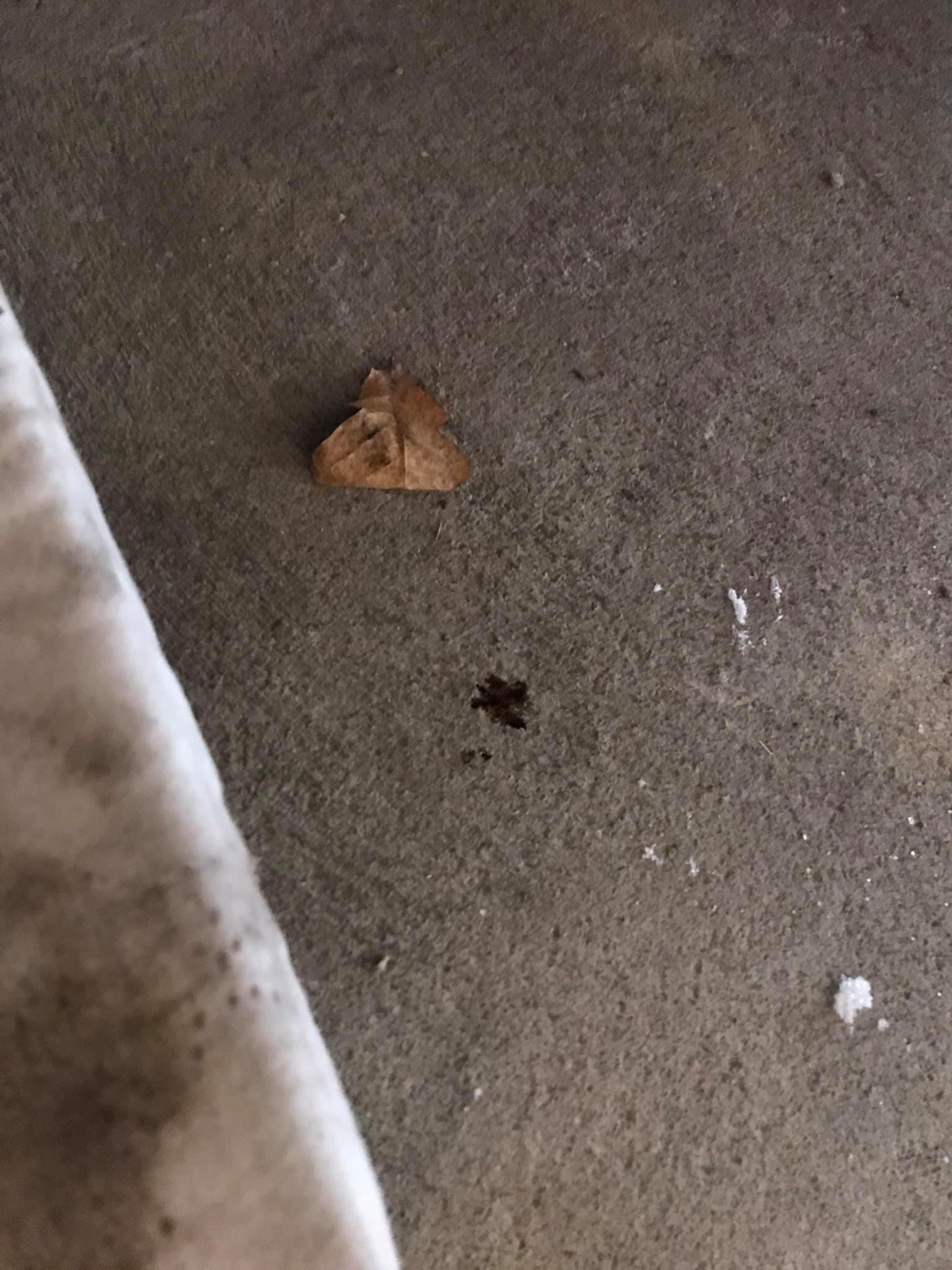 Уплотнительные кольца радиатора акпп. — Volvo S80 (1G), 2,8 л, 2000 ...