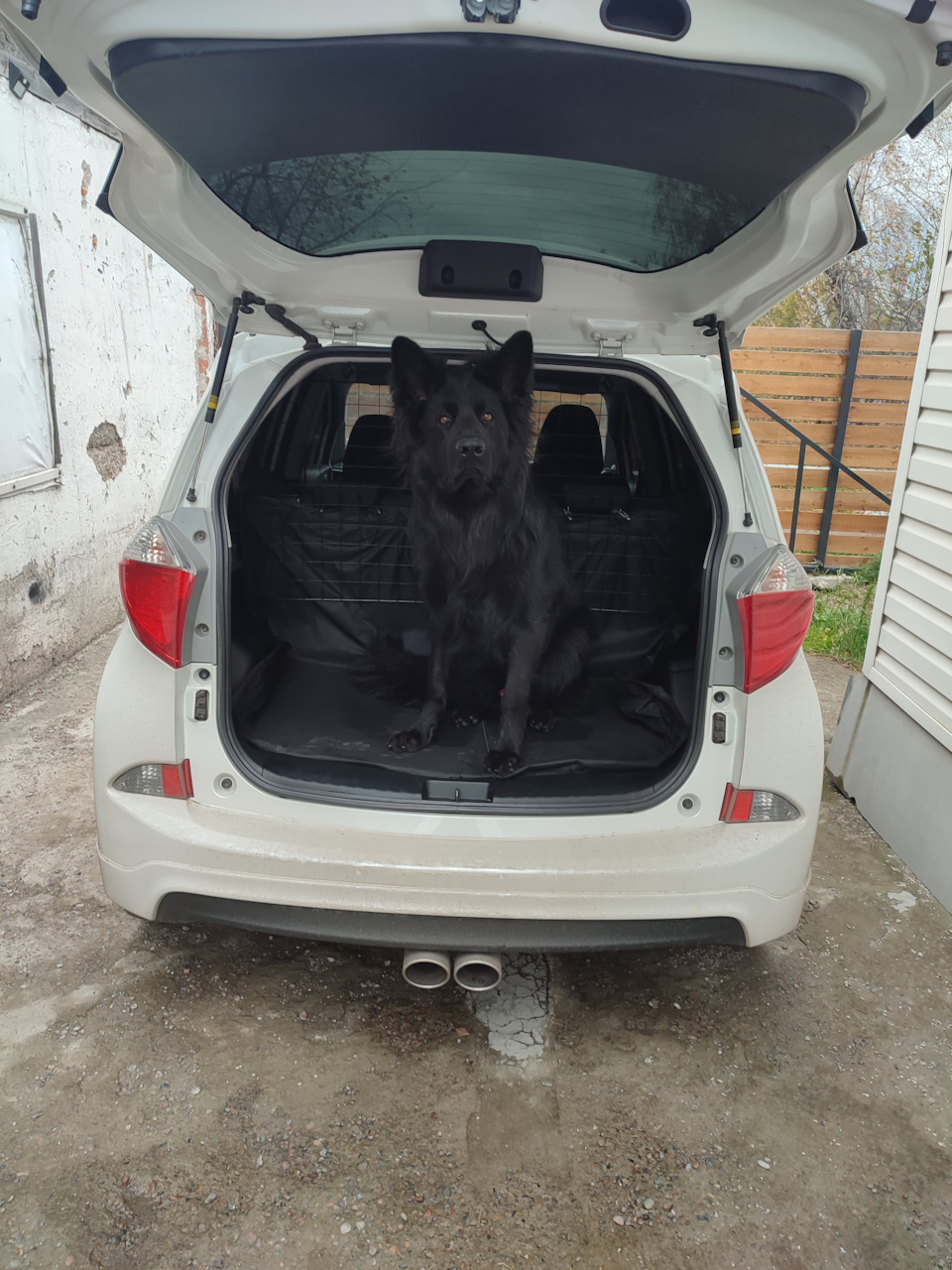 Перегородка в багажник для собаки — Toyota Ractis (2G), 1,5 л, 2011 ...