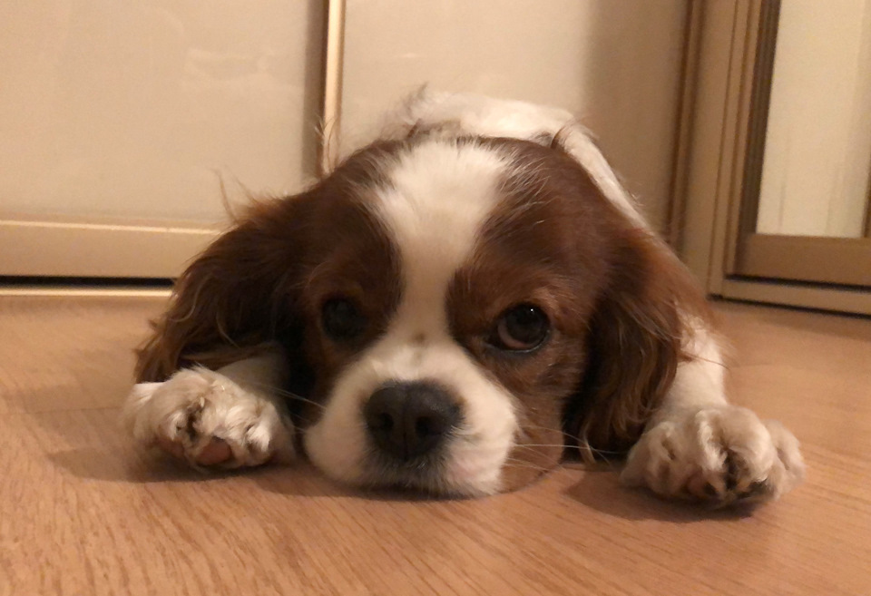 Опрос владельцев рестайла. Модуль багажника RGTM. — Ford Kuga (2G), 1,5 ...