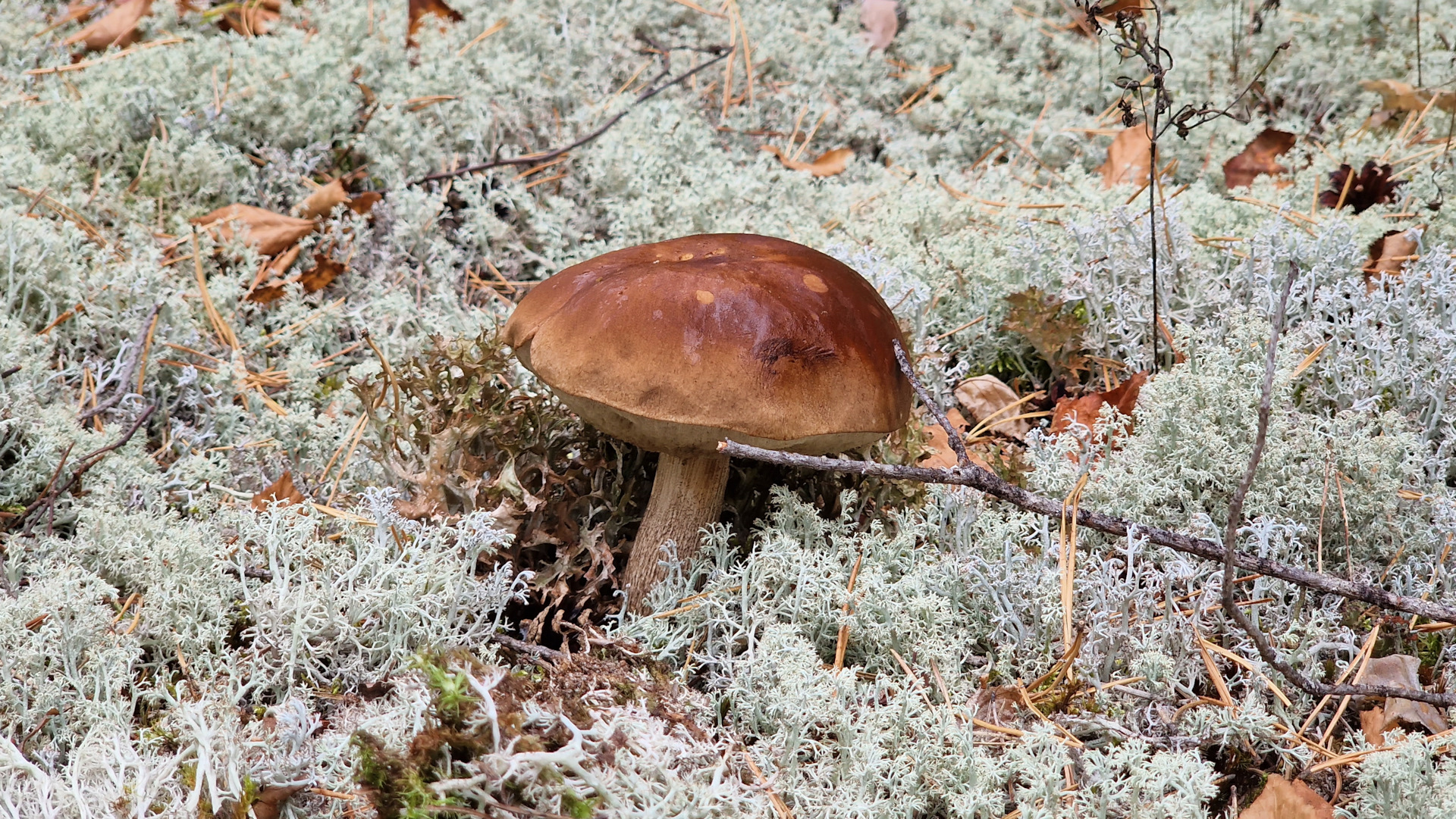 Осенний лес и его обитатели. — Lexus LX (URJ200/URJ201), 4,5 л, 2018 ...