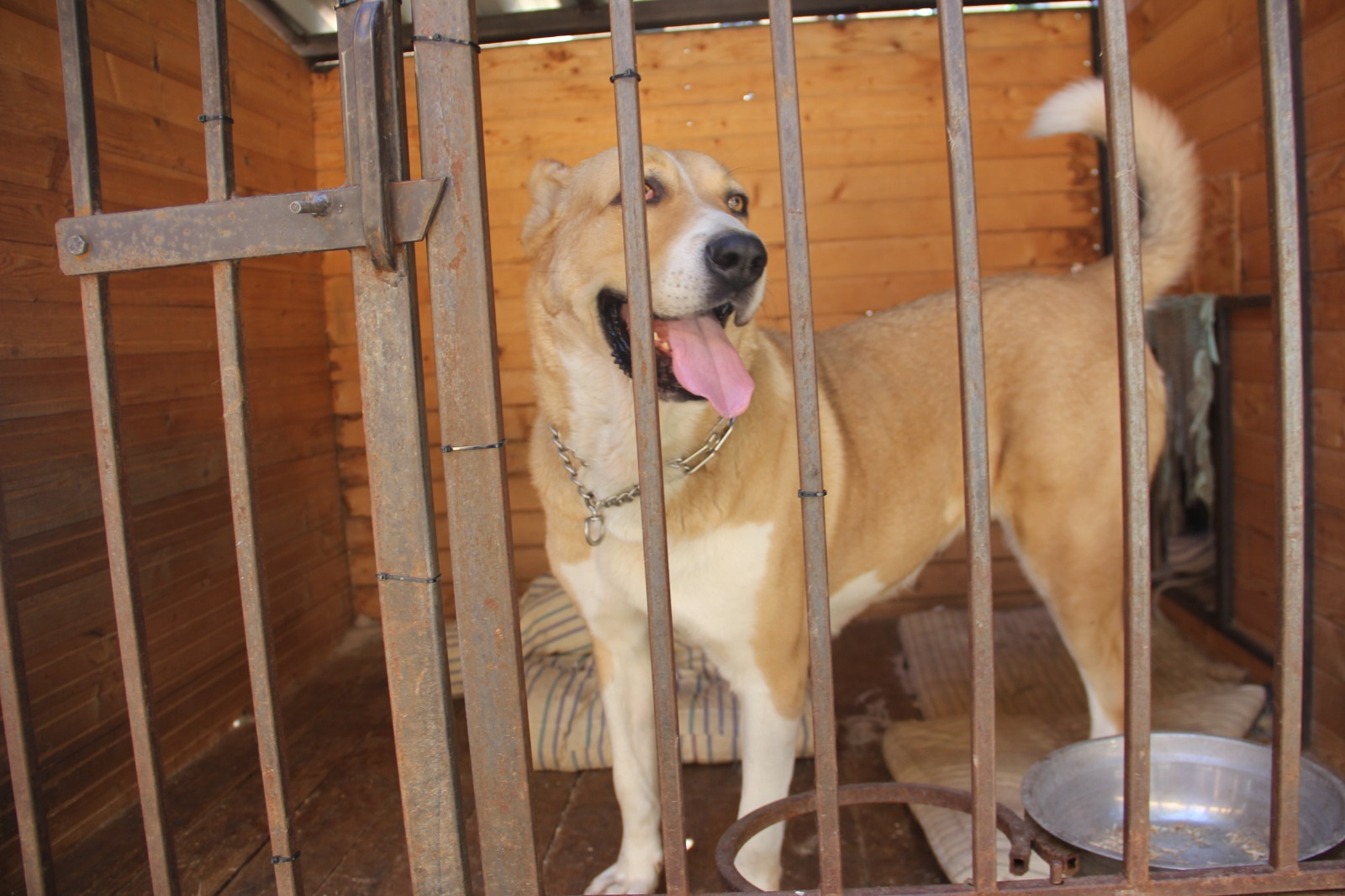 Режим «EVR» на все бабки ради собаки: Evolute i-Space — DRIVE2