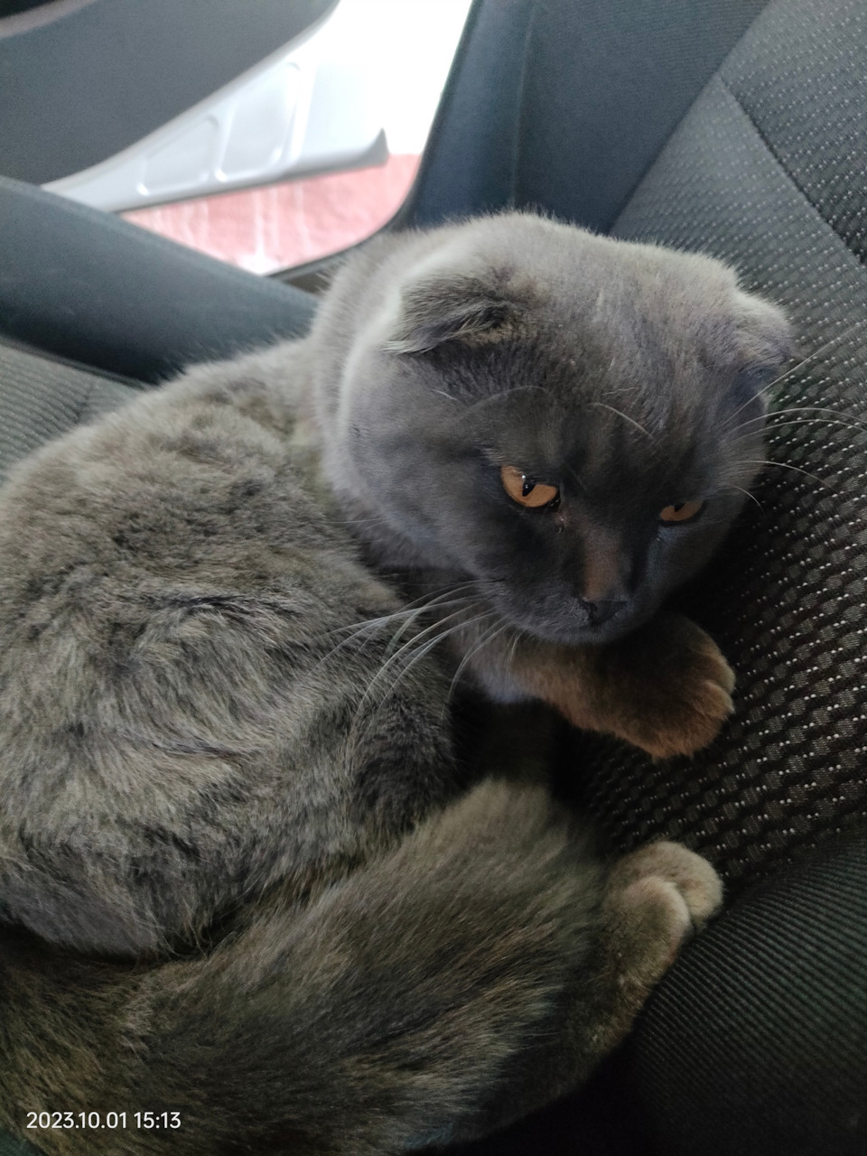 Пружины с занижение на пежо 408 — Peugeot 408 (1G), 1,6 л, 2013 года ...