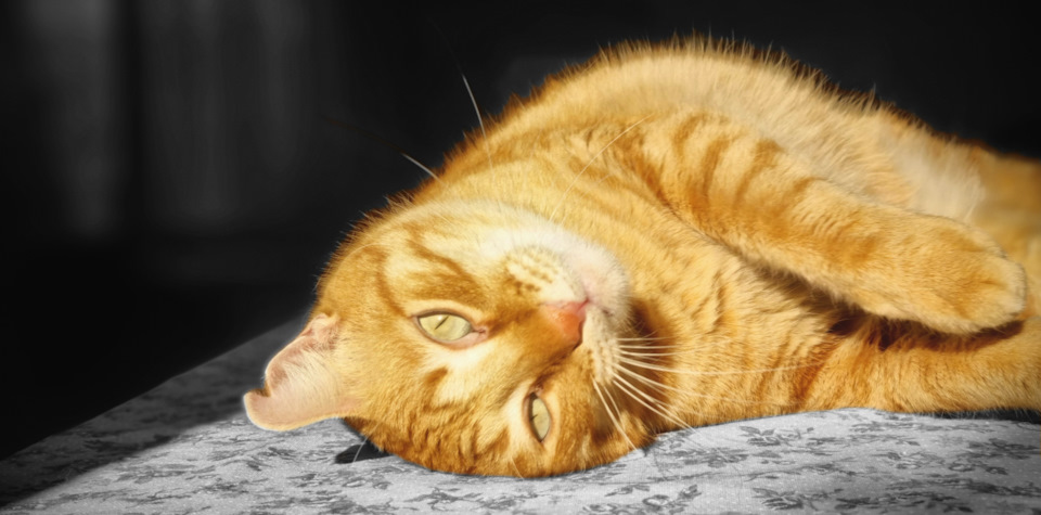 Запись, 18 июня 2022 — DRIVE2