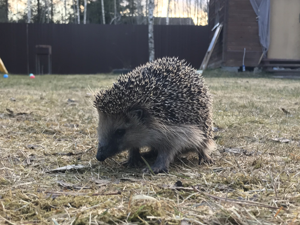 Продуктивные выходные ч. 1 — Honda Civic 4D (8G), 1,8 л, 2009 года ...