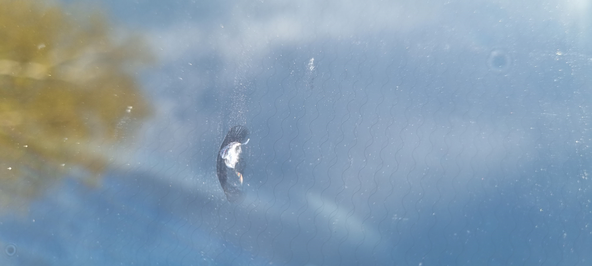 Замена лобового по КАСКО — Volkswagen Tiguan (2G), 2 л, 2018 года ...