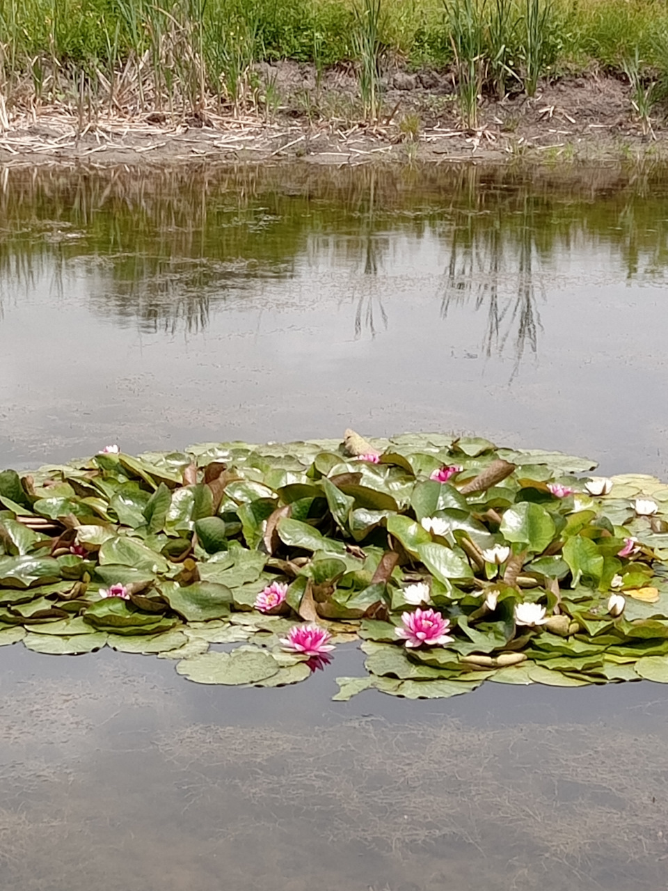 Первые впечатления)) — Lada Vesta SW (NG), 1,8 л, 2024 года | путешествие | DRIVE2