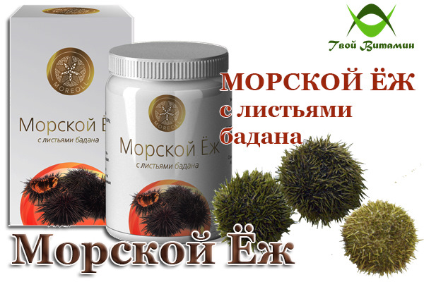 Морской еж — DRIVE2