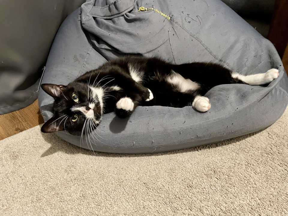 Задние амортизаторы и тяги стабилизатора. — Mitsubishi Outlander PHEV ...