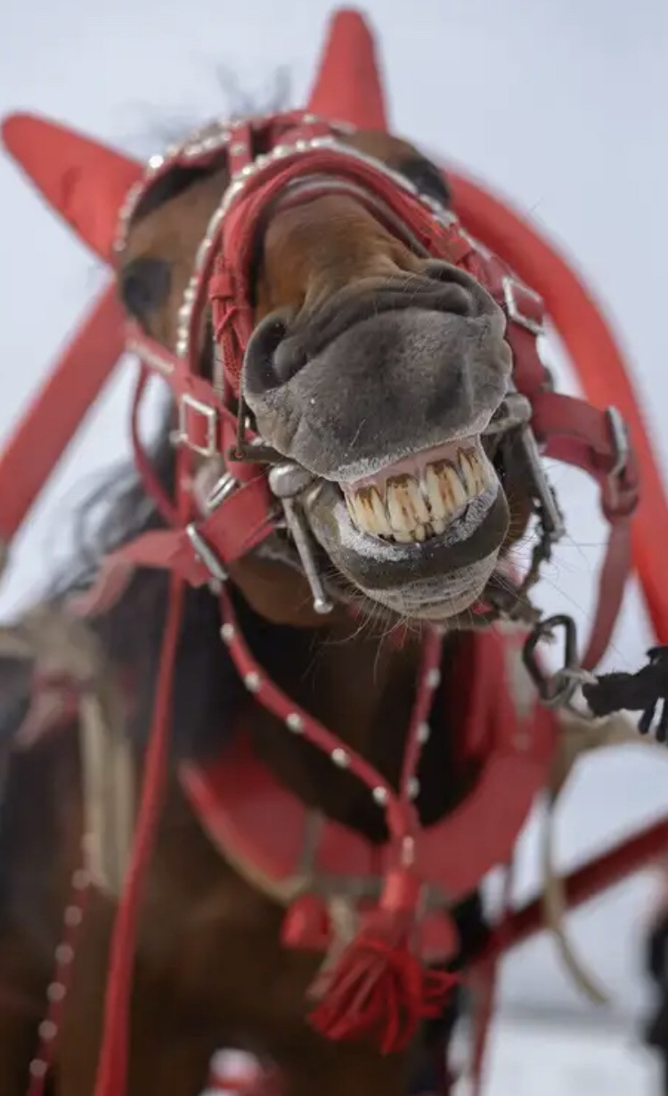 Бортжурнал N’’46 (Транспортный налог или ахинея от ФНС) — УАЗ 31512, 2,4 л, 1993 года | налоги и ...